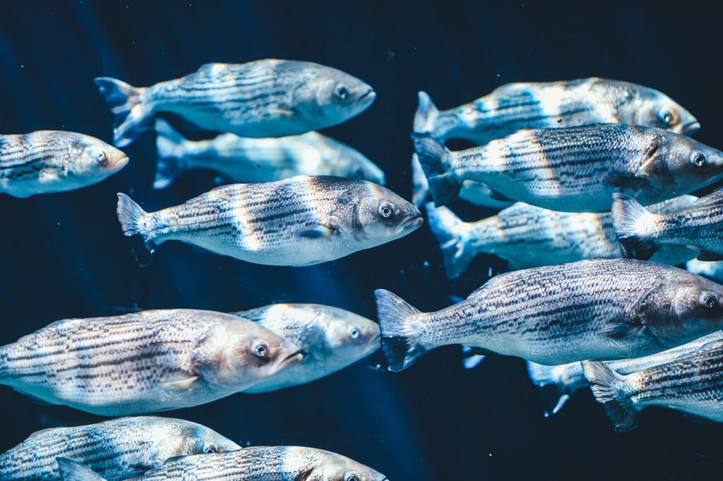 Exploring the Rich Marine Life of Northwest Florida - Prime Time Charters